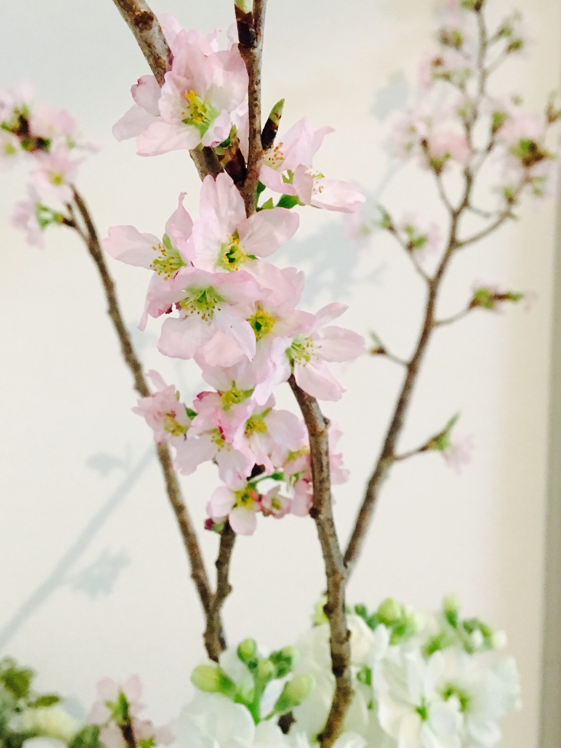 絵本『桃太郎』の現代版ストーリーが進化していた！ - ataruの雑多ブログ